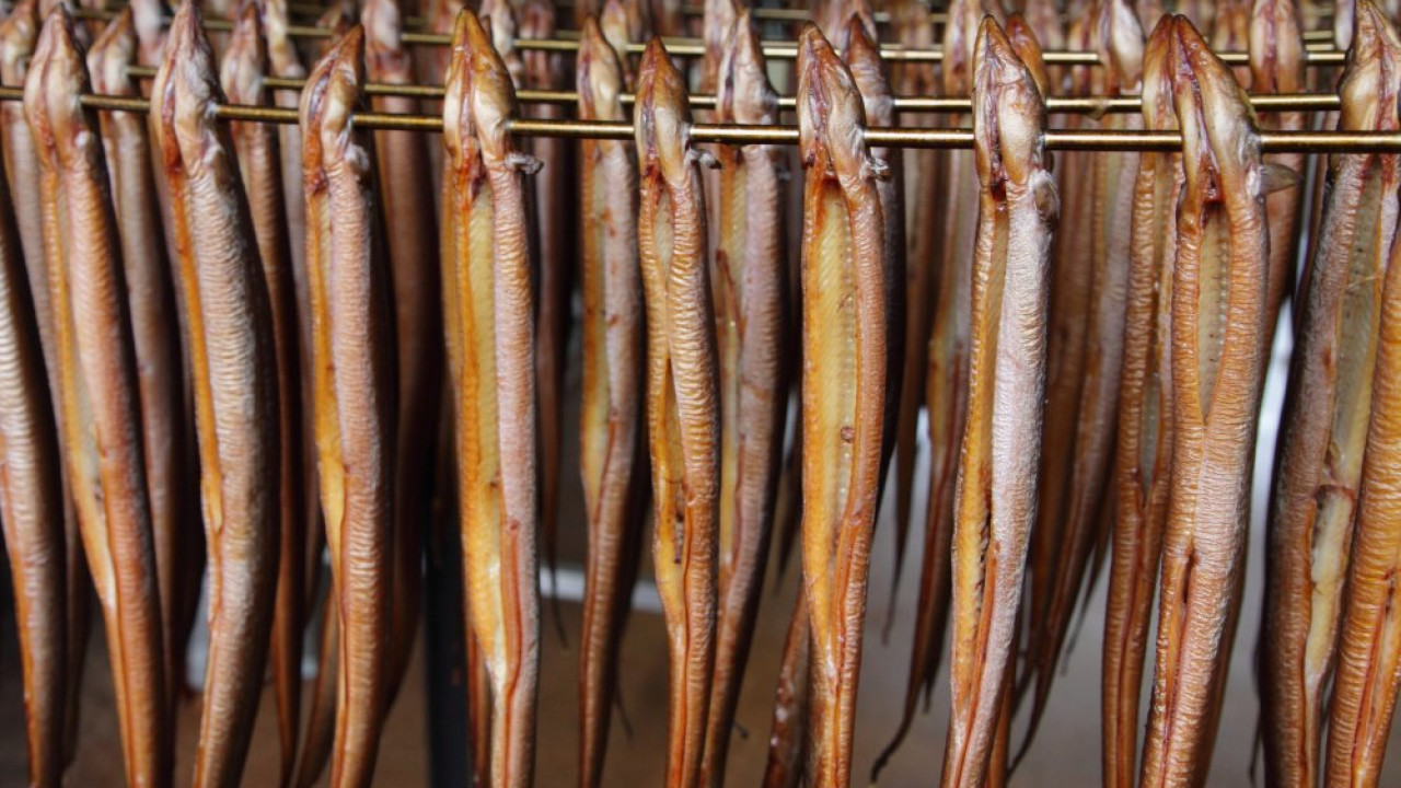 Palingseizoen is gestart in Zweden - pefa