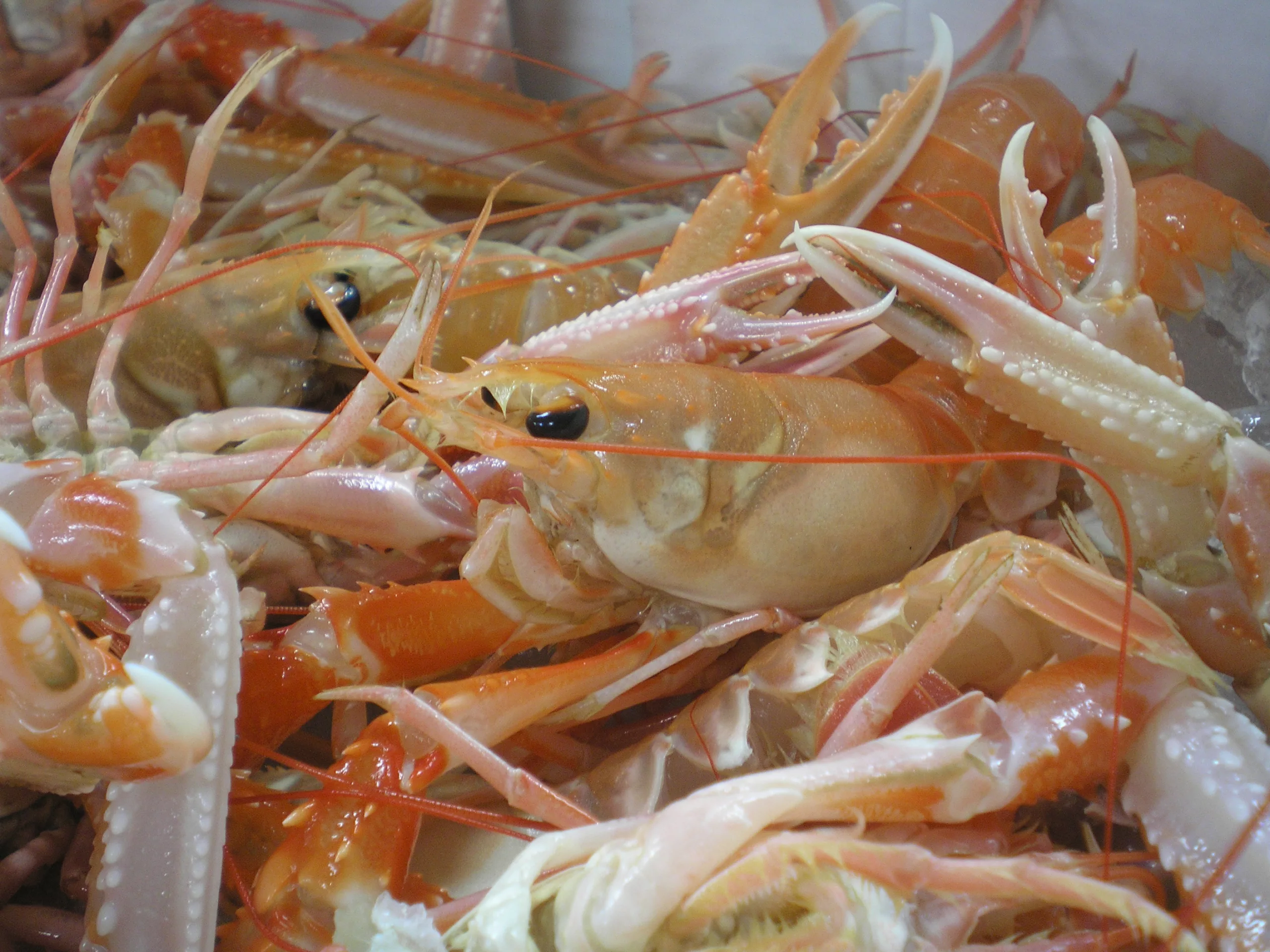 How to buy fish with the Pefa Auction Network - pefa